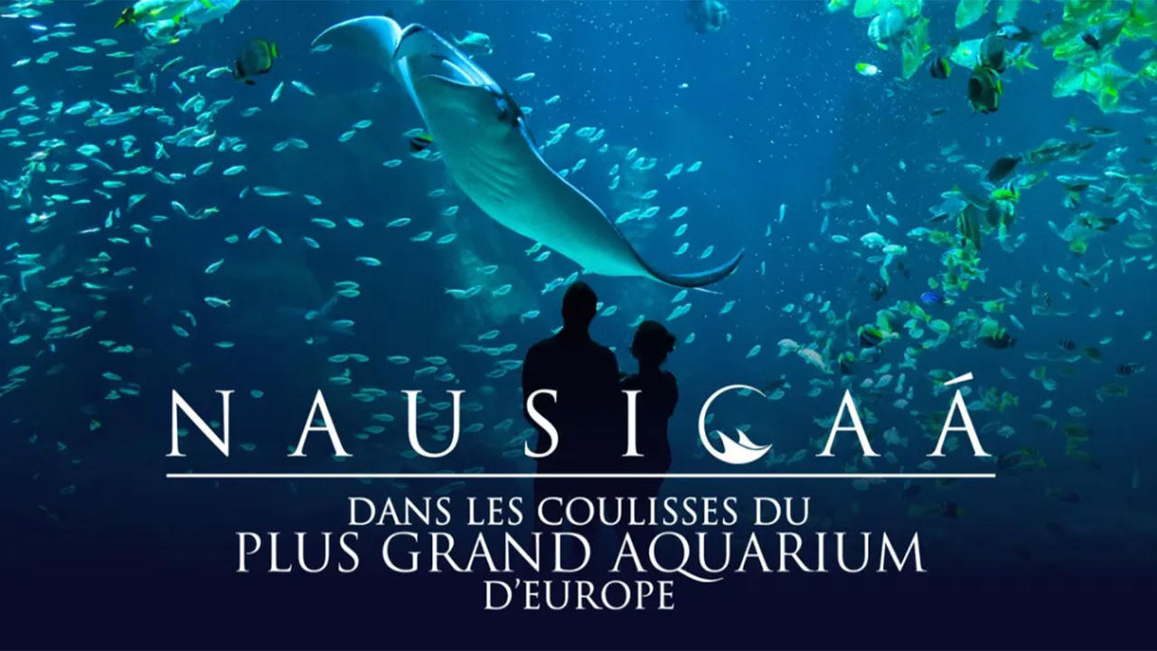 Watch Nausicaá : Dans les coulisses du plus grand aquarium d'Europe ...